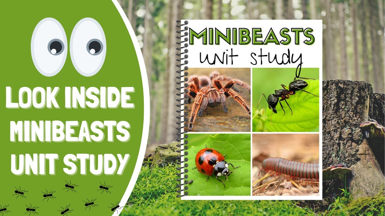 Look Inside: Minibeasts Unit Study