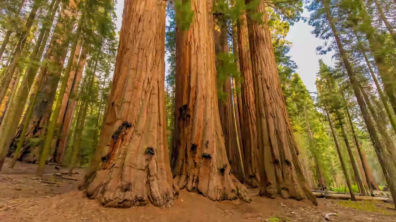the House - Sequoia National Park - Hyperlapse