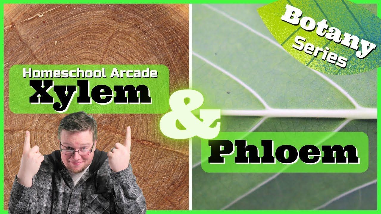 Xylem & Phloem | Plant Vascular System