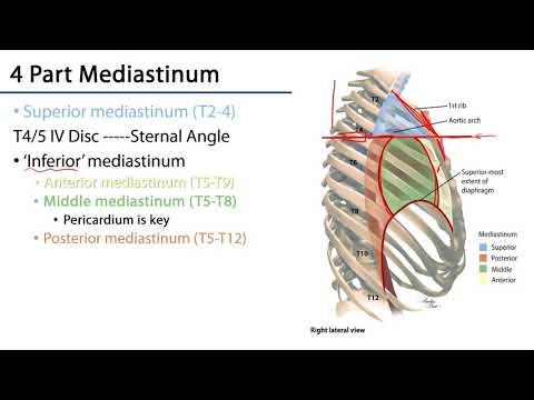 Mediastinum