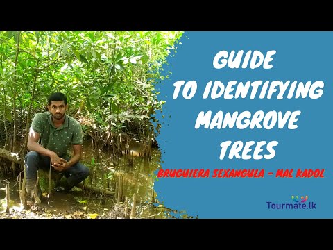 Guide to identifying Mangrove Trees. | How to identify mangrove species?