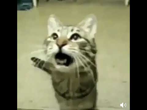 Steam Community :: Video :: Hyper Ultra Incel Cat