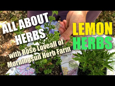4/8: Lemon Herbs - Morningsun Herb Farm's 8-video series "ALL ABOUT HERBS" with Rose Loveall