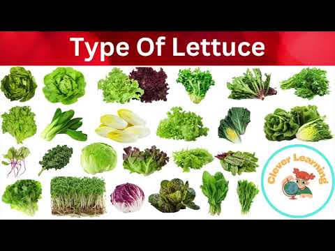 Type Of Lettuce