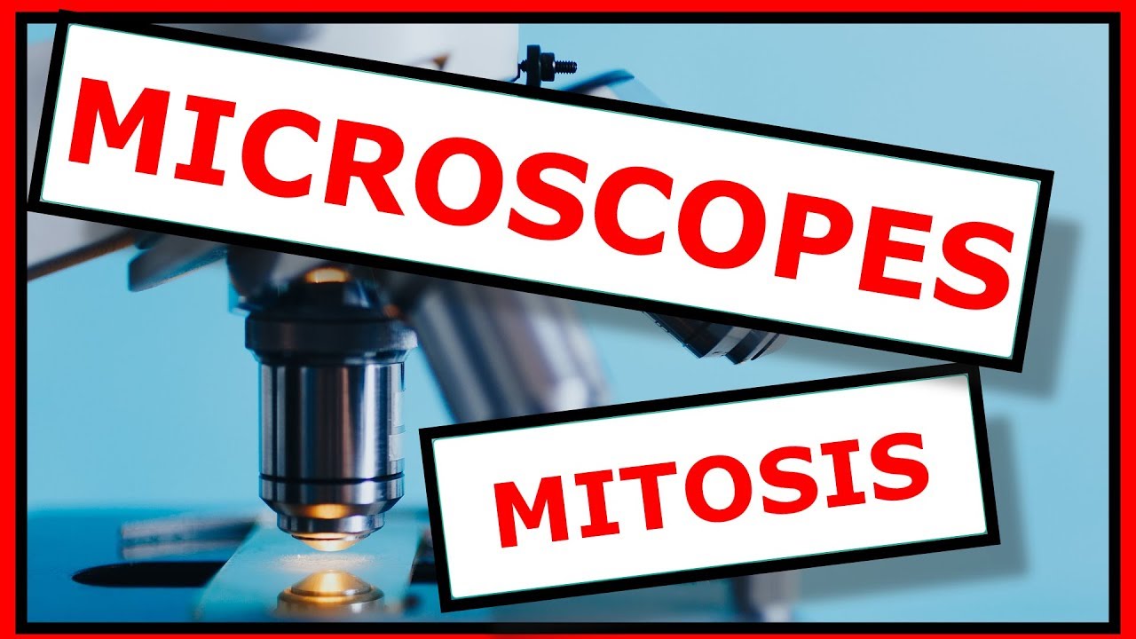 Exploring Mitosis Through the Lens of a Microscope | Galaxy.ai