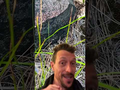 Baby rattlesnake worse? #nature #reptiles #snakes