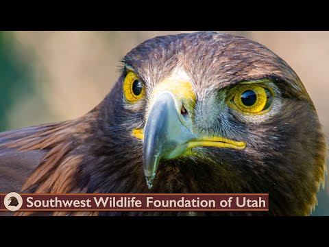 The Psychology of Falconry | What Motivates Apex Predators