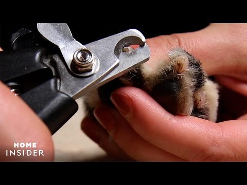 How To Trim Dog Nails Safely