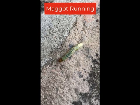 Maggot Running Fast | #shorts