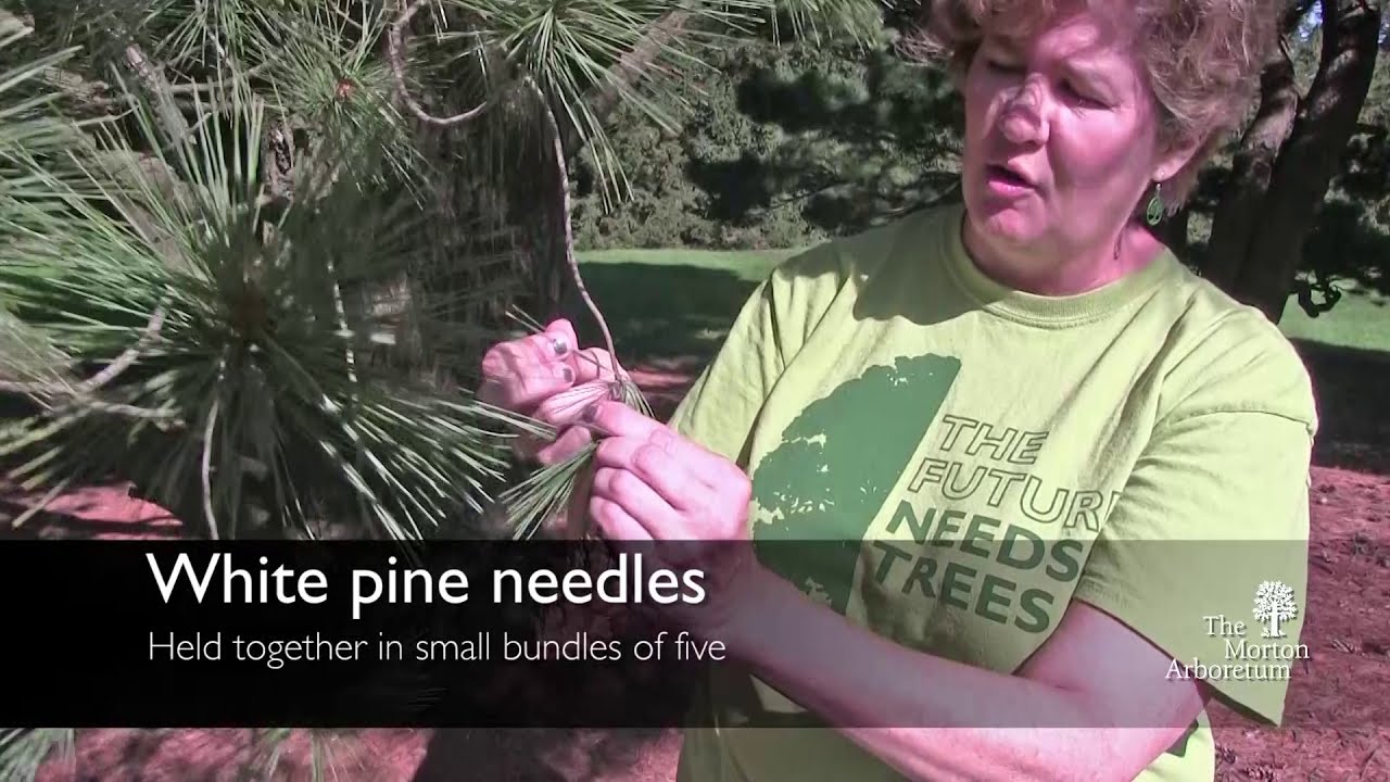 How to identify white pine (Pinus strobus)