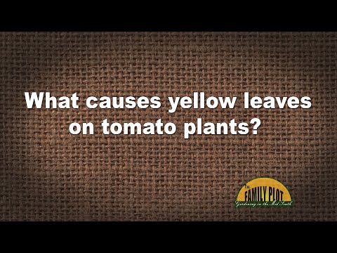 Q&A – What causes yellow leaves on tomato plants?