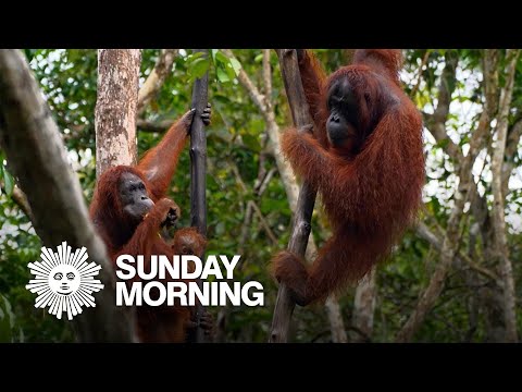 Nature: Orangutans in Borneo