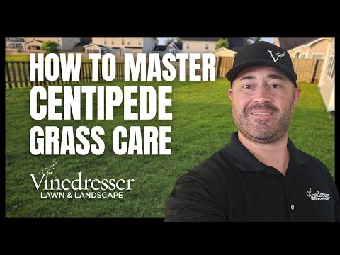 How to Master Centipede Grass Care