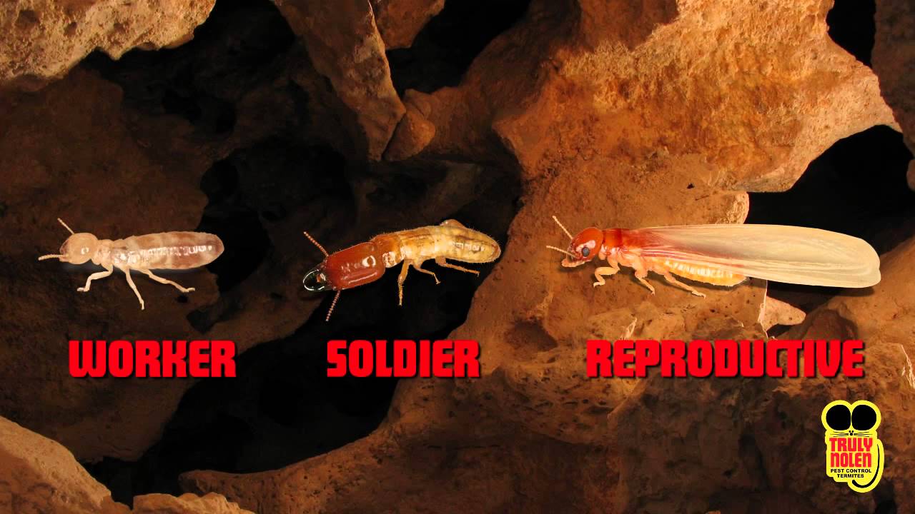 WHAT ARE SUBTERRANEAN TERMITES? TRULY NOLEN PEST GUIDE.