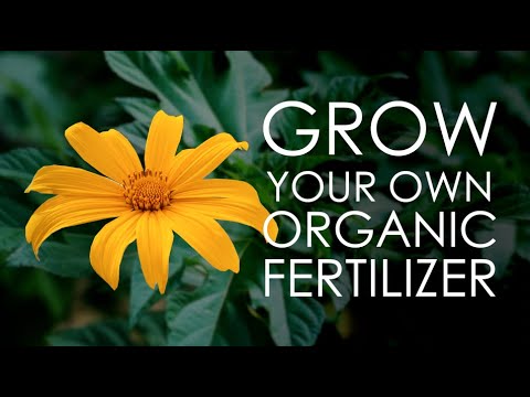 Can You Grow Your Own Fertilizer? - Mexican Sunflower ( Tithonia Diversifolia )