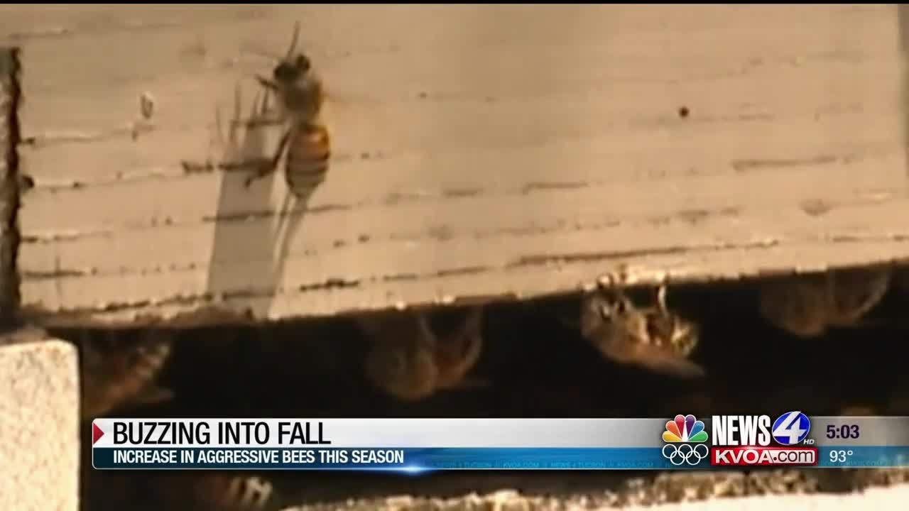 Local pest control company responds to increase calls of aggressive bees