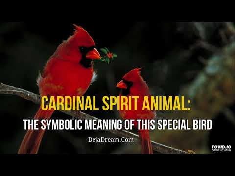 Cardinal Spirit Animal: The Symbolic Meaning Of This Special Bird
