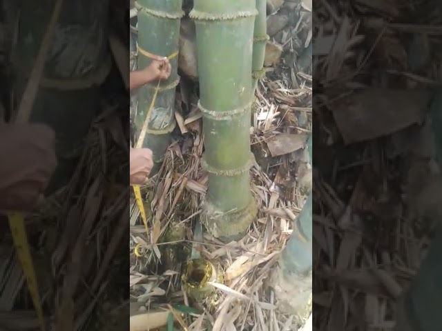 Bamboo Pole - Rangoon Bamboo Pole Trader - Retailer from Ghaziabad