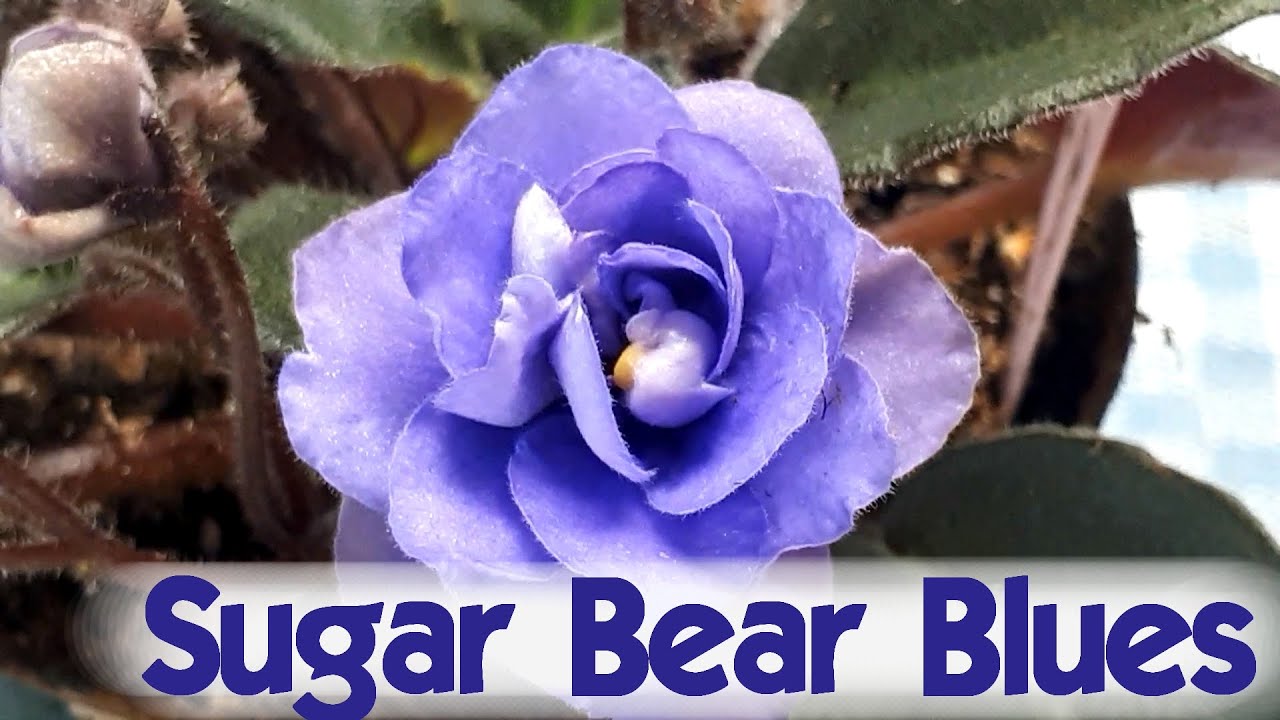 Sugar Bear Blues, African violet bloom of the day.  Violette africaine, fleur du jour