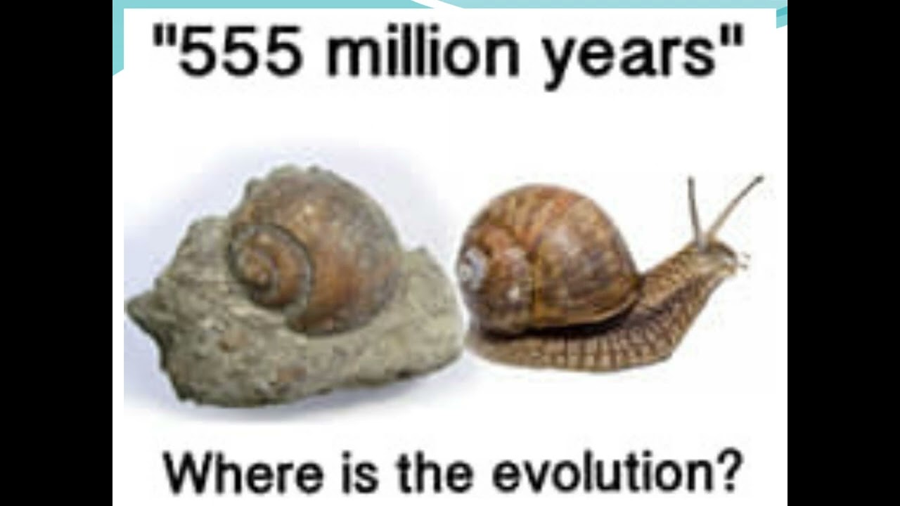 UCSP L03 Human Biocultural Social Evolution
