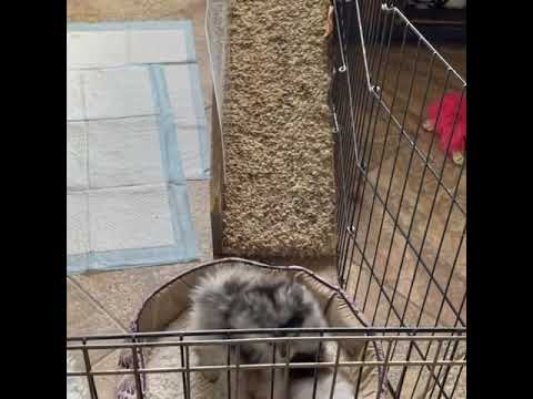 Tiny Pomeranian puppies at play. California Pomeranian Breeder . Socializing Pom puppies