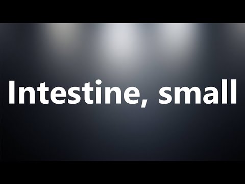 Intestine, small - Medical Meaning and Pronunciation