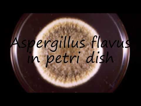 How to pronounce Aspergillus flavus in petri dish in English?