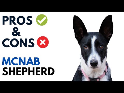 McNab Dog Pros and Cons | McNab Shepherd/ McNab Collie Advantages and Disadvantages