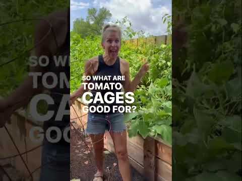 STOP using tomato cages on your tomatoes 🍅 You should use trellises instead!!! #tomato #gardening