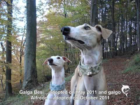 Adopted galgos from Scooby Medina shelter Spain-www.hrtjisvet.org