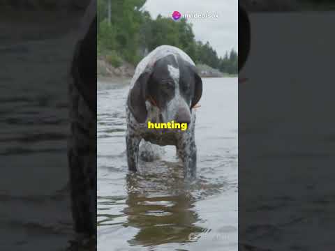 Top 5 Best Hunting Dogs ????????