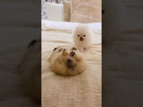 Sleeping Beauty #pomeranian #puppy #cute #sleepingdogs