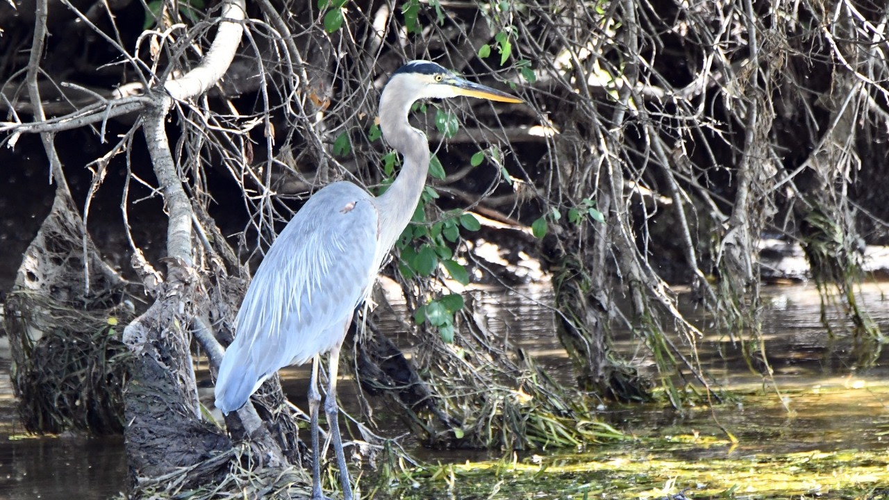 Get To Know The Great Blue Heron