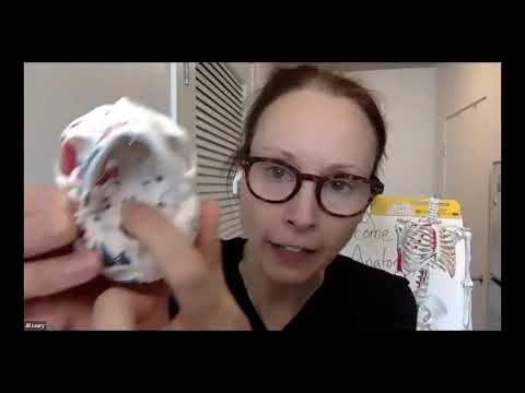 Two Anatomy Geeks™ Head & Neck Anatomy Week 2 Highlights