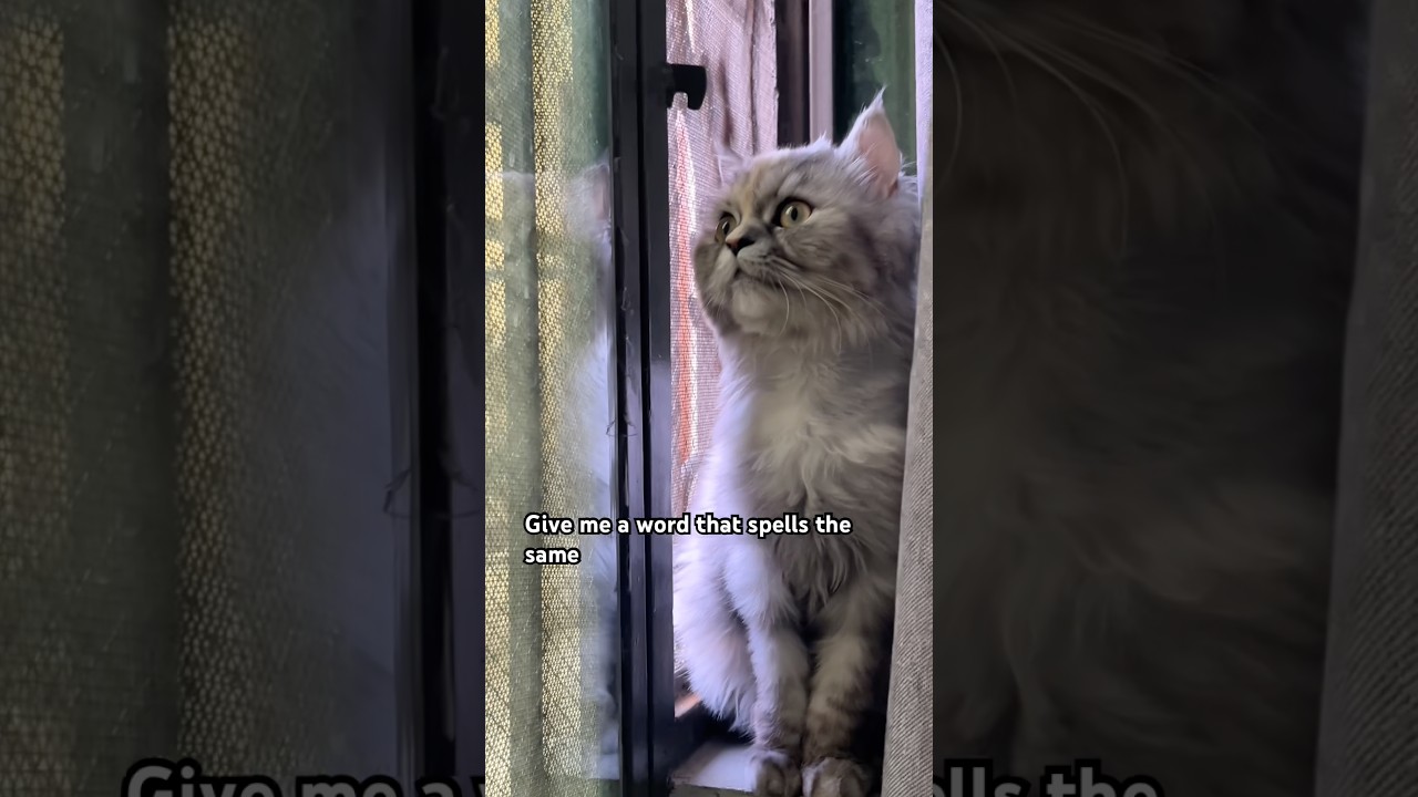 If you're pro🤔⁉️ #catshorts #funnycat #catvideos #cutecat #viralshorts #cute #kitten #cat