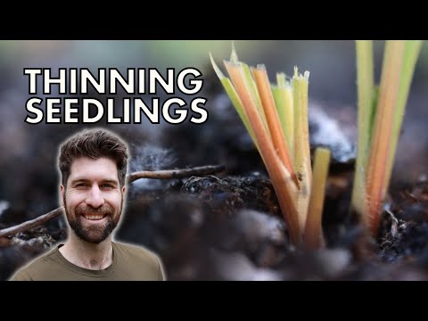 Thinning Out Plants - Why It's SO Important!