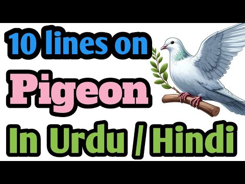 10 lines on pigeon 🕊️ in Urdu Hindi for grade 1st and 2nd Description on pigeon in Urdu #sumera #art