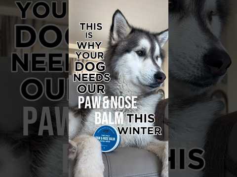 This is why your dog needs our Paw & Nose Balm this winter #snowdog #dogtips #dogs #dogproblems