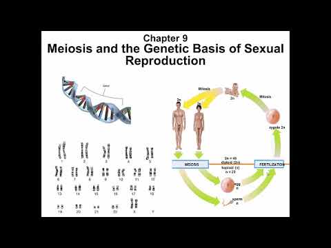 Bio 101 - Mitosis/meiosis pre-lab video