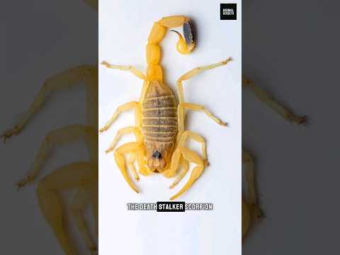 part1 The behavior of the unique scorpion "Deathstalker Scorpion" #behaviour #deathstalker