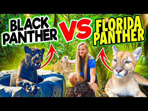 BLACK PANTHER vs FLORIDA PANTHER… WHAT’S The DIFFERENCE?!