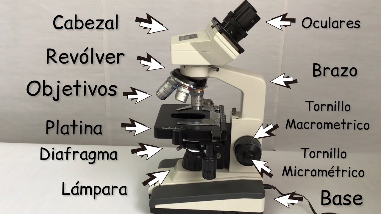 The microscope and its parts (Explanation of how it works) @BiologyandEcology #biologyclasses