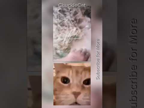 Hilarious Cat Laughs at Viral Meme! Must Watch π± Episode 1