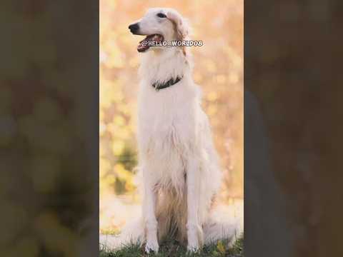 Borzoi | The Russian Wolfhound