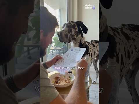 Maddox the dog gets top marks on his daycare report card | Humankind #shorts #dogs