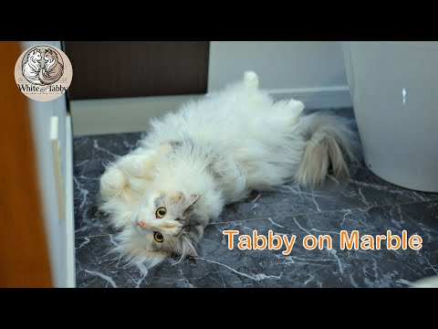 The mackerel tabby cat relaxes on marble, purring and grooming with grace.