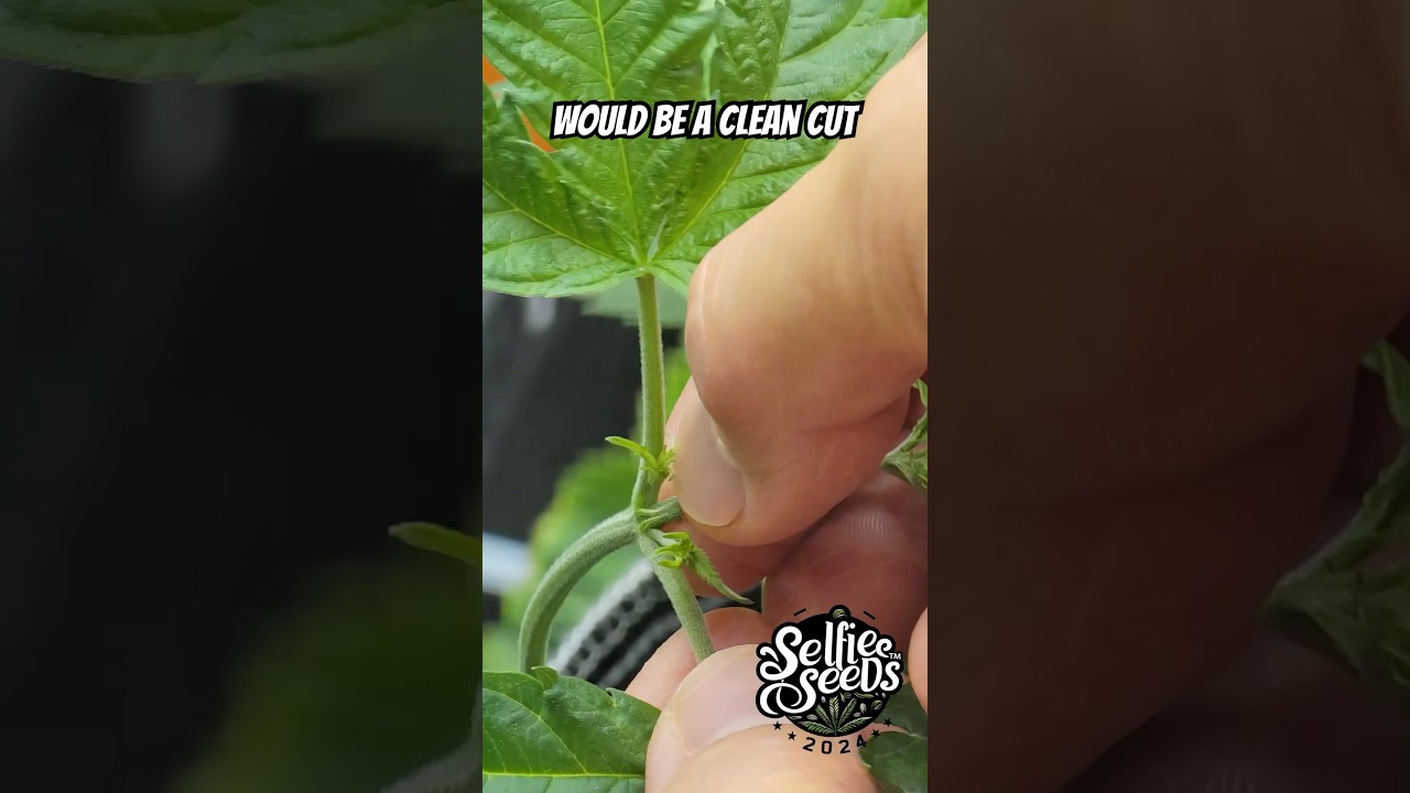 How to TOP Cannabis Plants for MAX YIELD | Beginner Grower Guide - 📈
