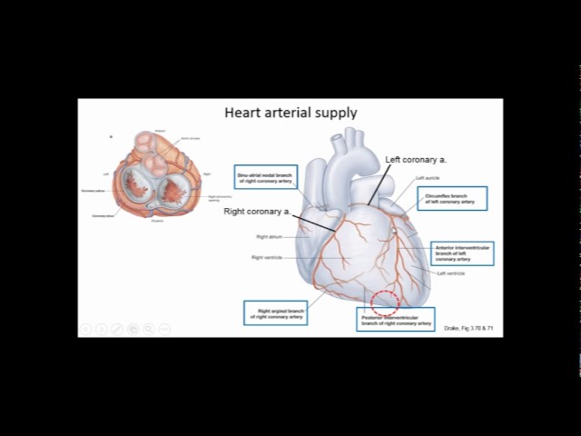 Understanding Coronary Circulation: The Heart's Arterial Supply | Galaxy