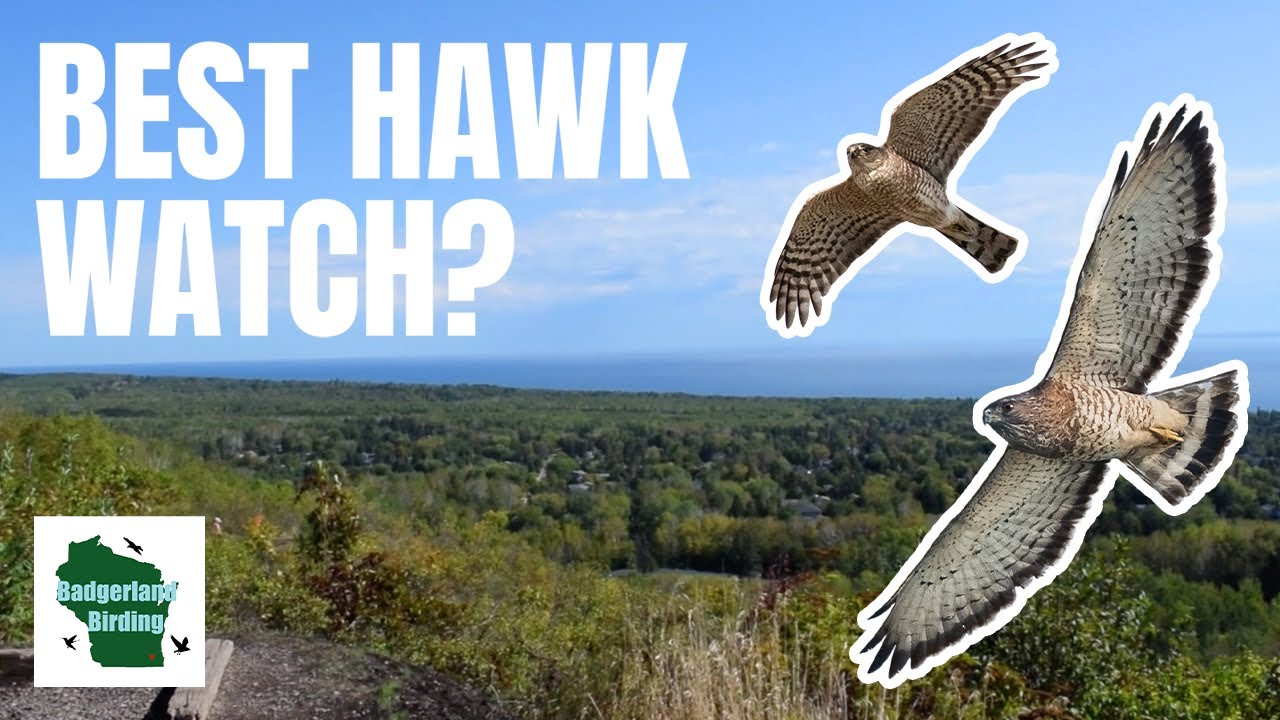 Experience the MOST EPIC Hawk Migration at Hawk Weekend Festival!