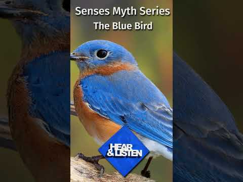 Mythologies: The Blue Bird